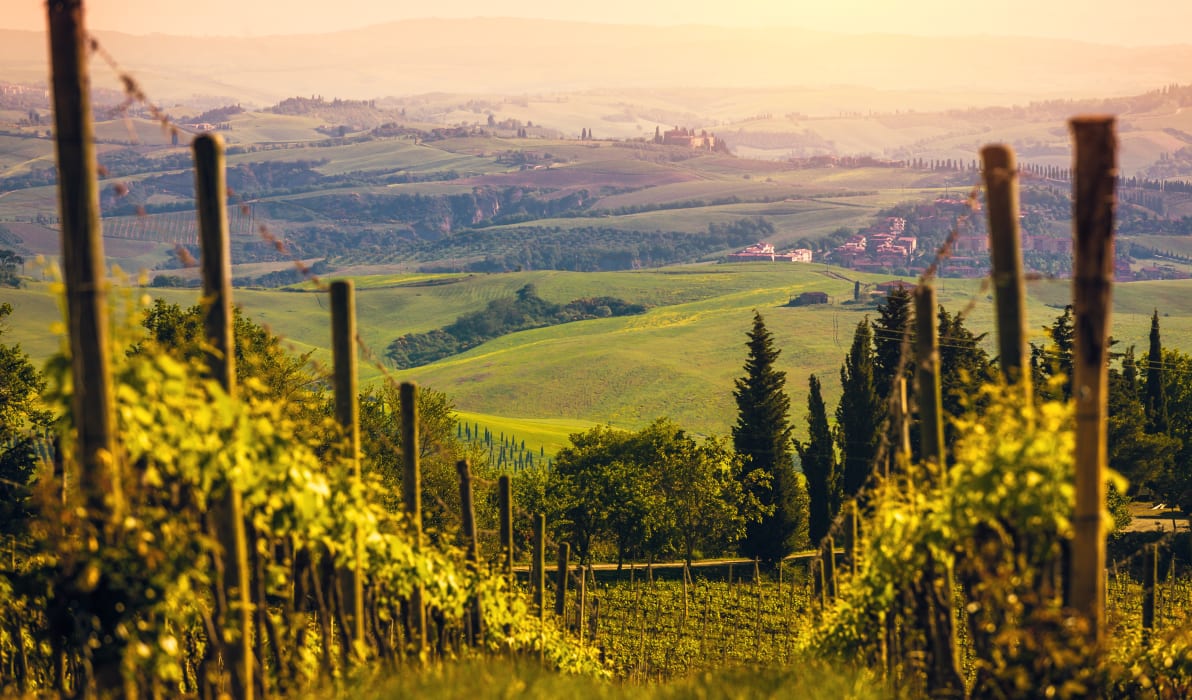 tuscan vineyard