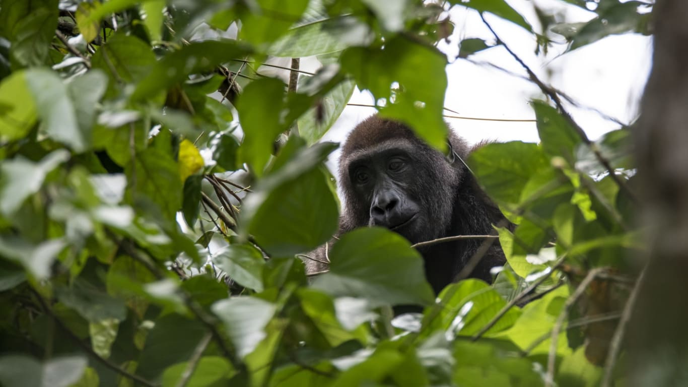 Republic of the Congo Tours | Best Republic of the Congo Tours ...