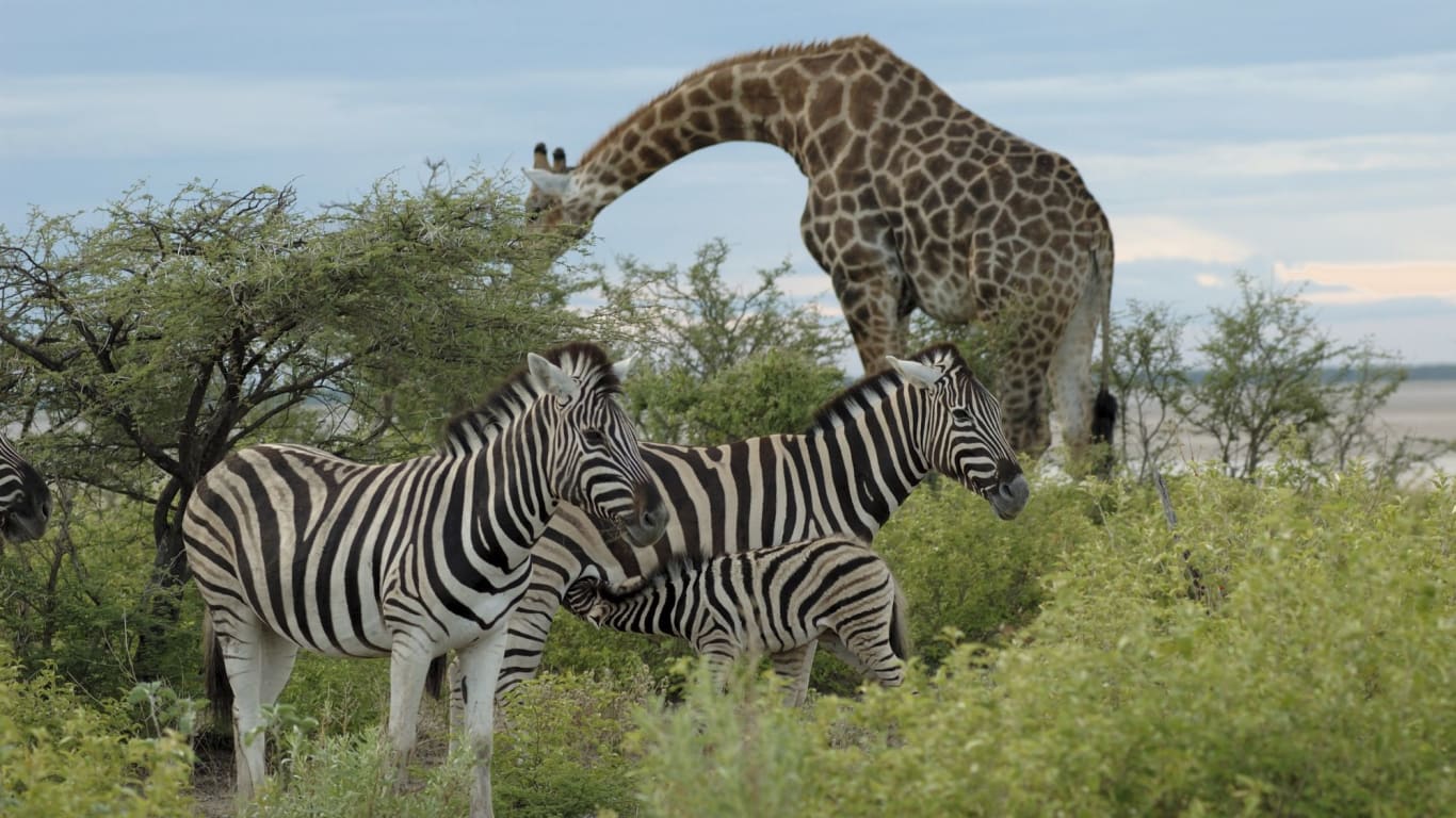 South Africa Wildlife Tracker | South Africa Tours & Luxury Travel