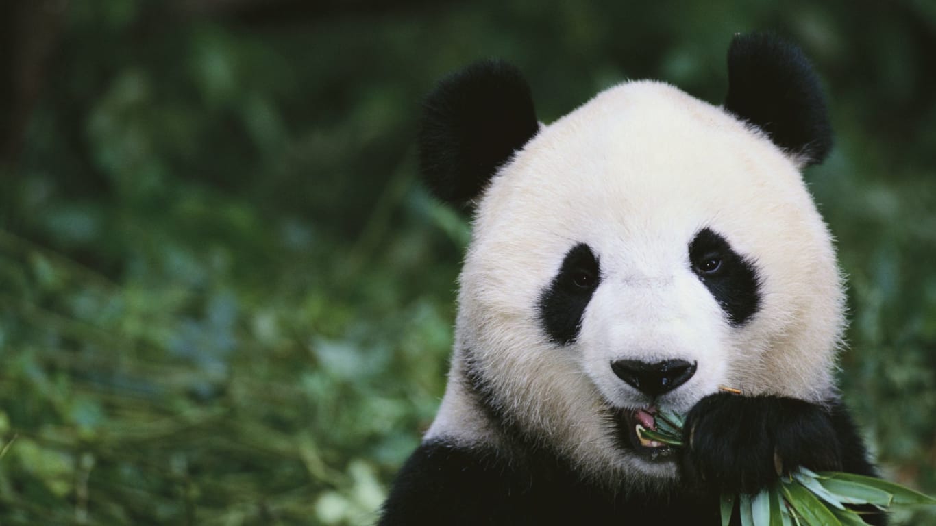 China Adventure and Panda Highlights | China Tours & Luxury Travel