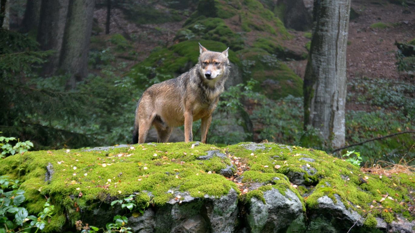 Germany Luxury Travels | Best Germany Luxury Travels & Package Tours