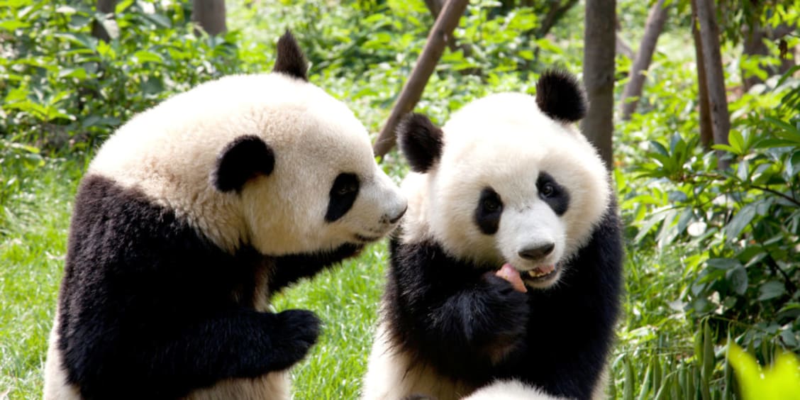 panda sleeping hours